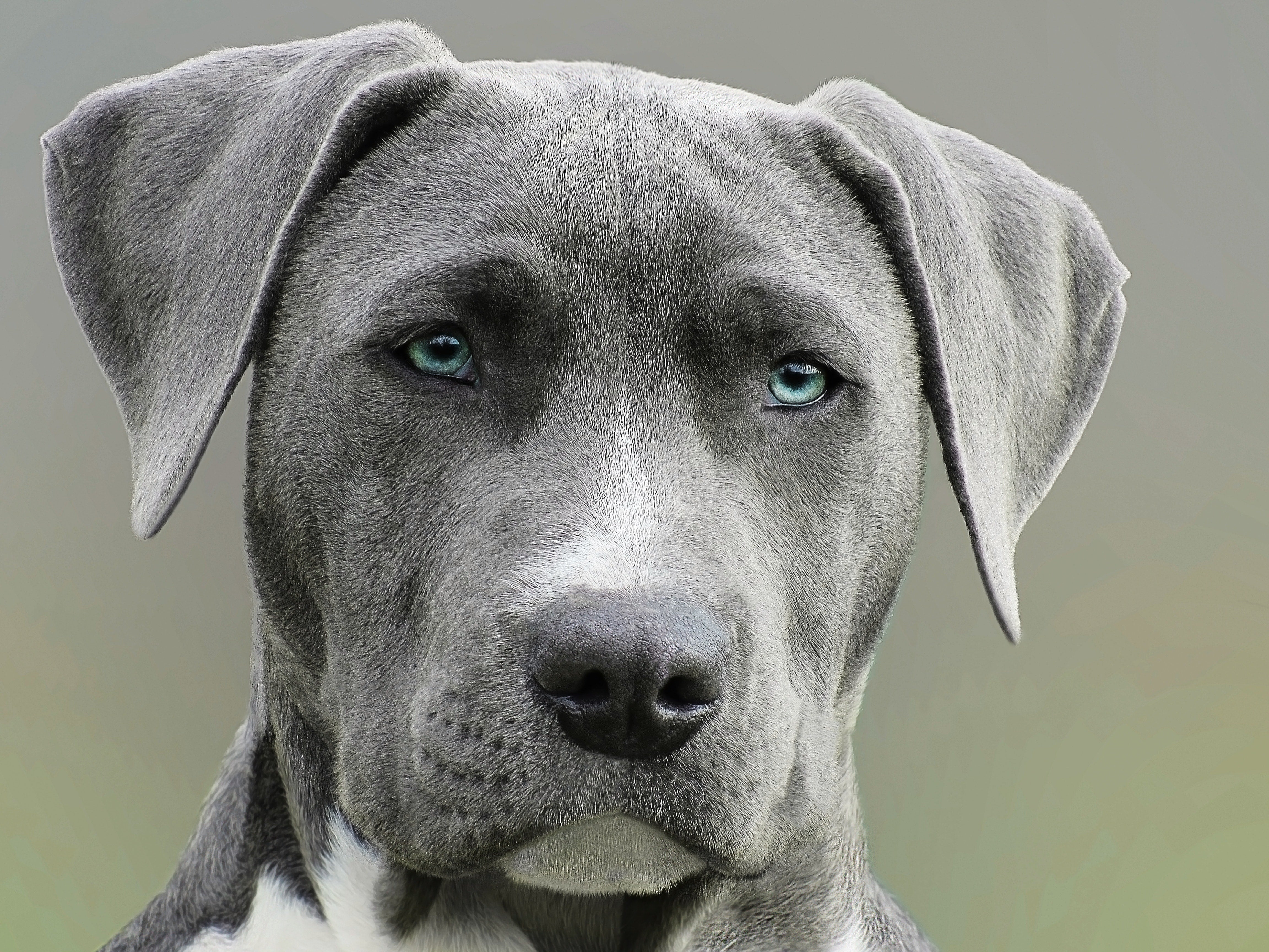 Understanding Hemangiosarcoma In Dogs: Unveiling the Silent Killer and ...
