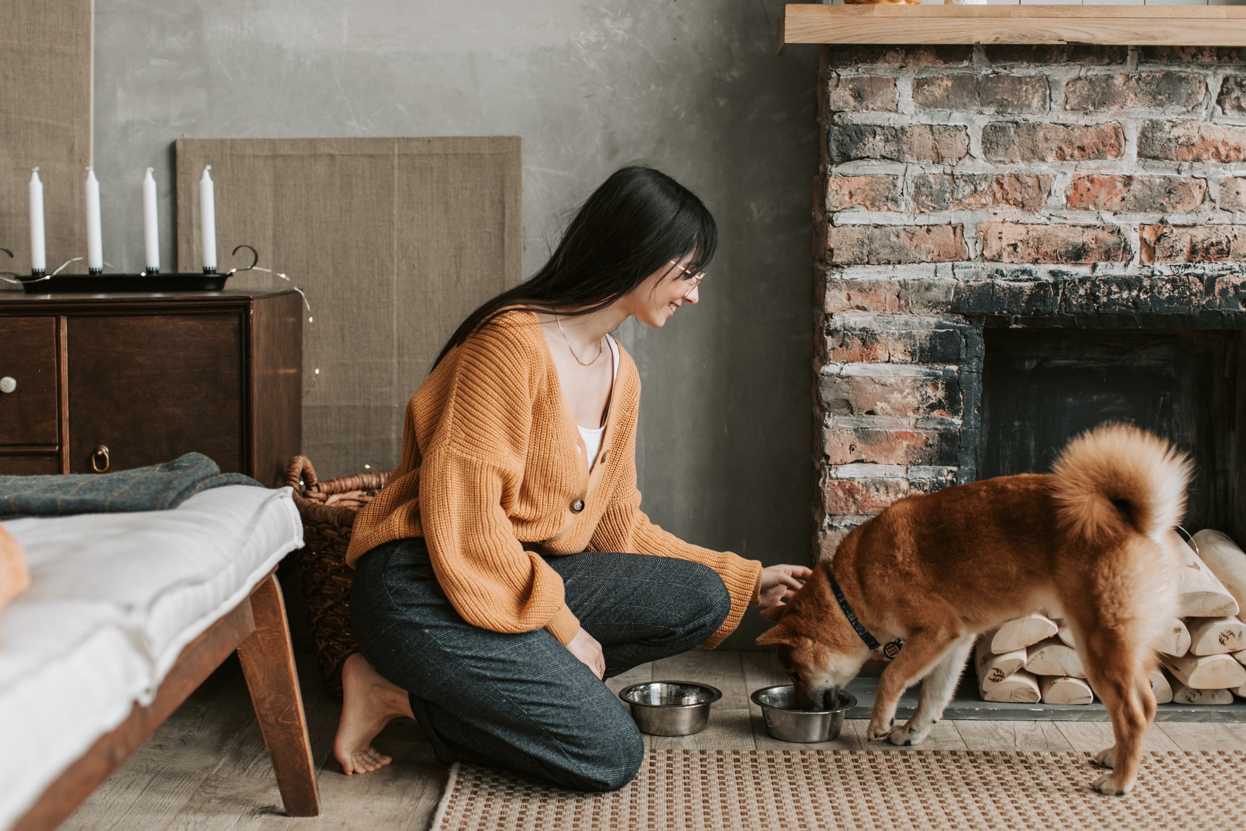 What Do Dogs Need In Their Diet To Remain Healthy? Canine Diet Guide ...
