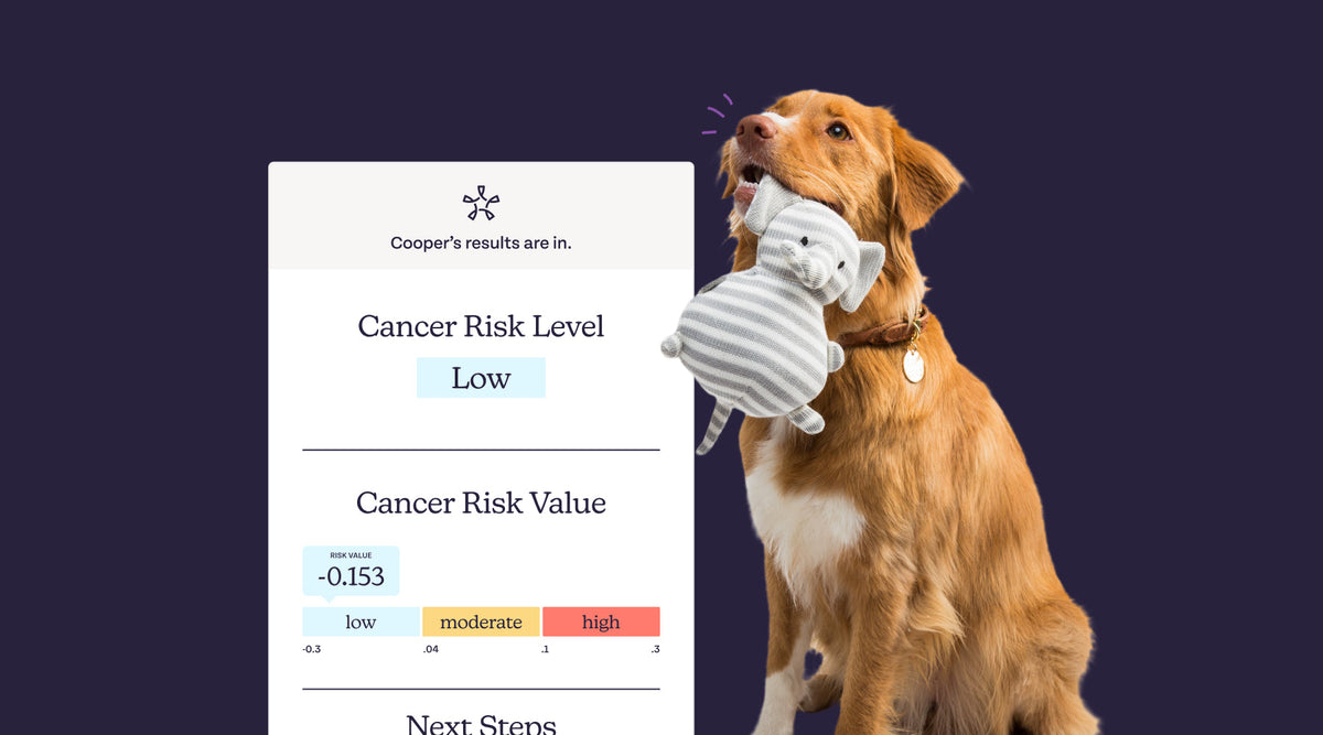 The Benefits of Screening for Cancer in Dogs Early | Oncotect Cancer ...