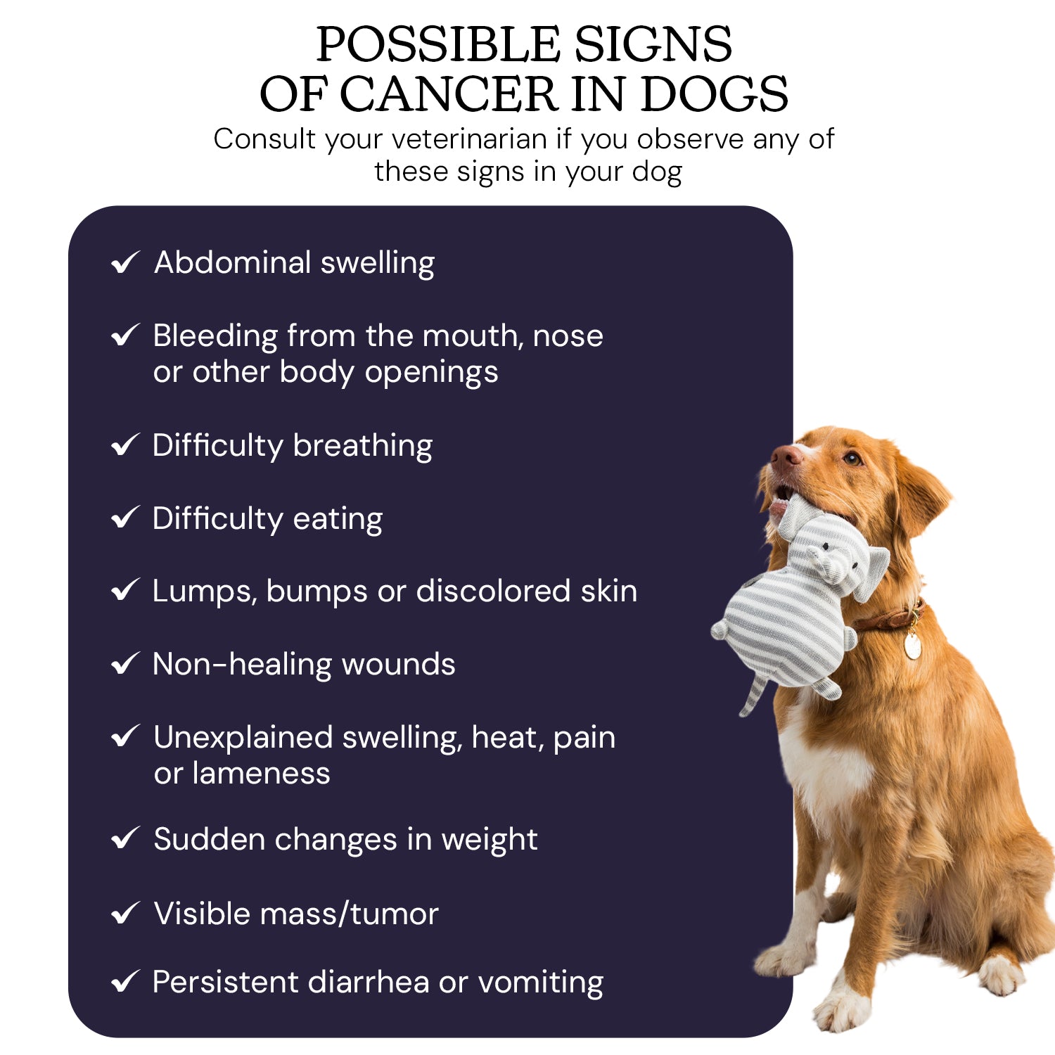 At-Home Dog Cancer Screening Test by Oncotect, Fast & Accurate Results ...